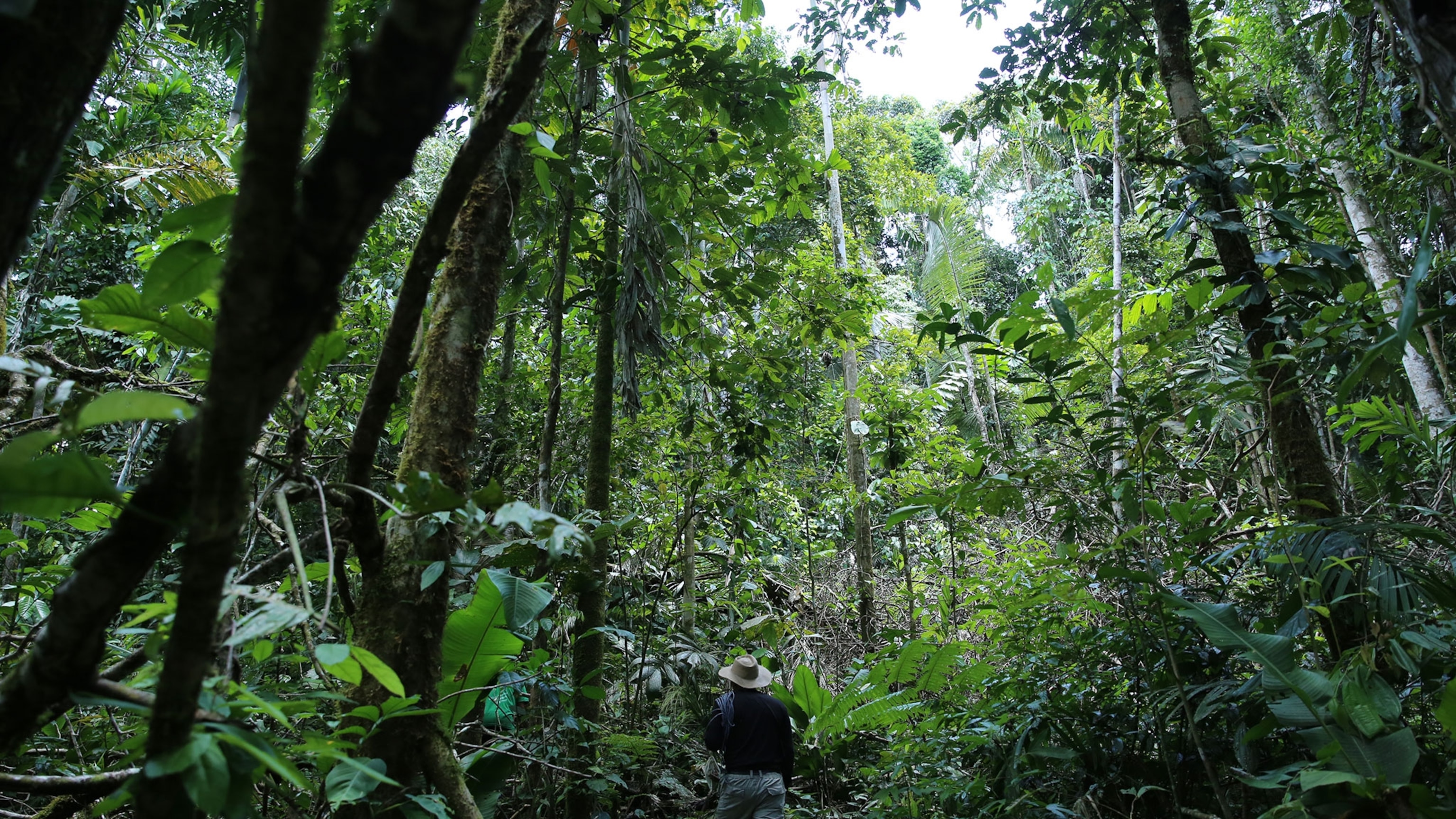Lord Of The Flies Forest