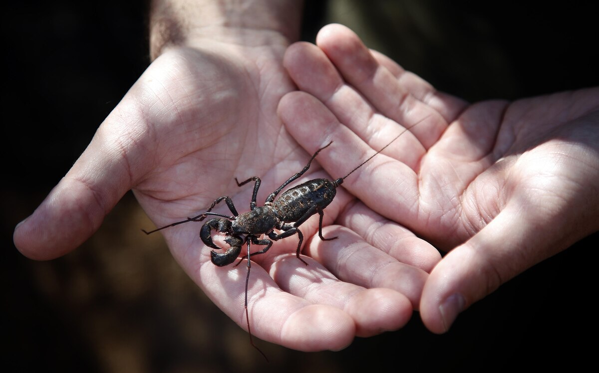 Tarantulas, Killer Caterpillars, and the Most Misunderstood Bugs