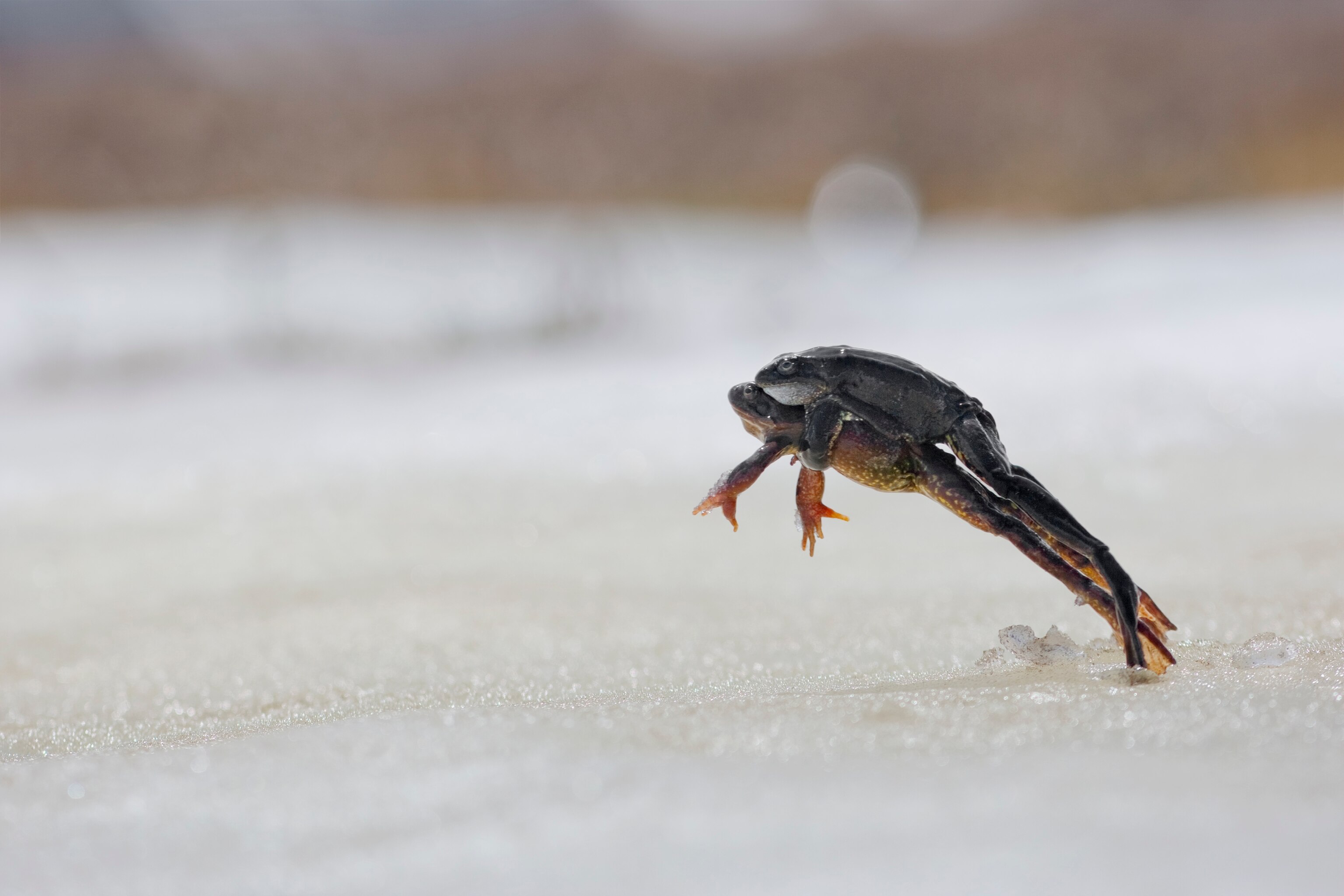Indomitable Snow Frogs
