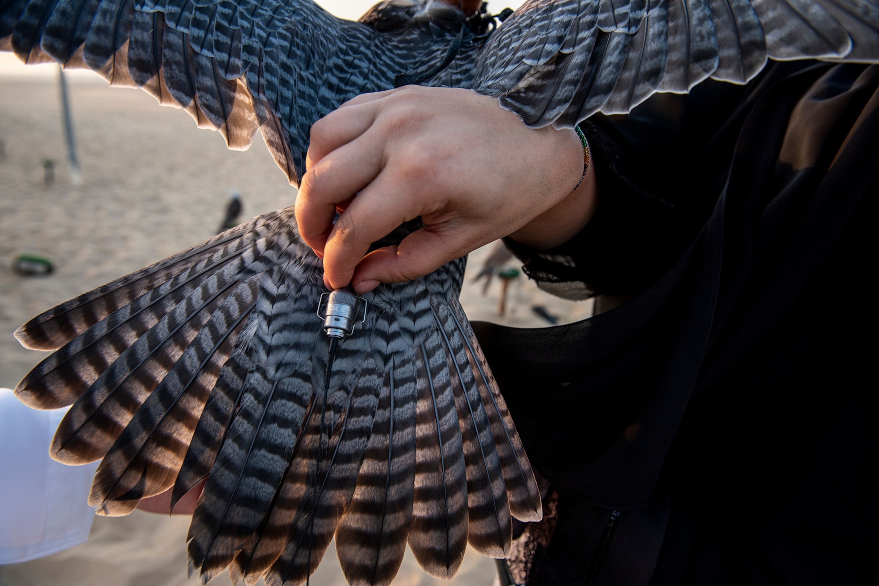 Where falconry is a storied sport, these women are writing a new chapter
