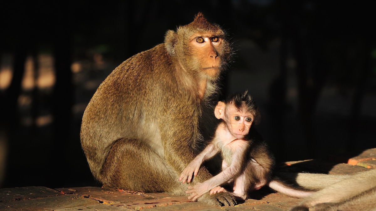 Ozempic was tested on monkeys IUCN listed as endangered. Here’s what we ...