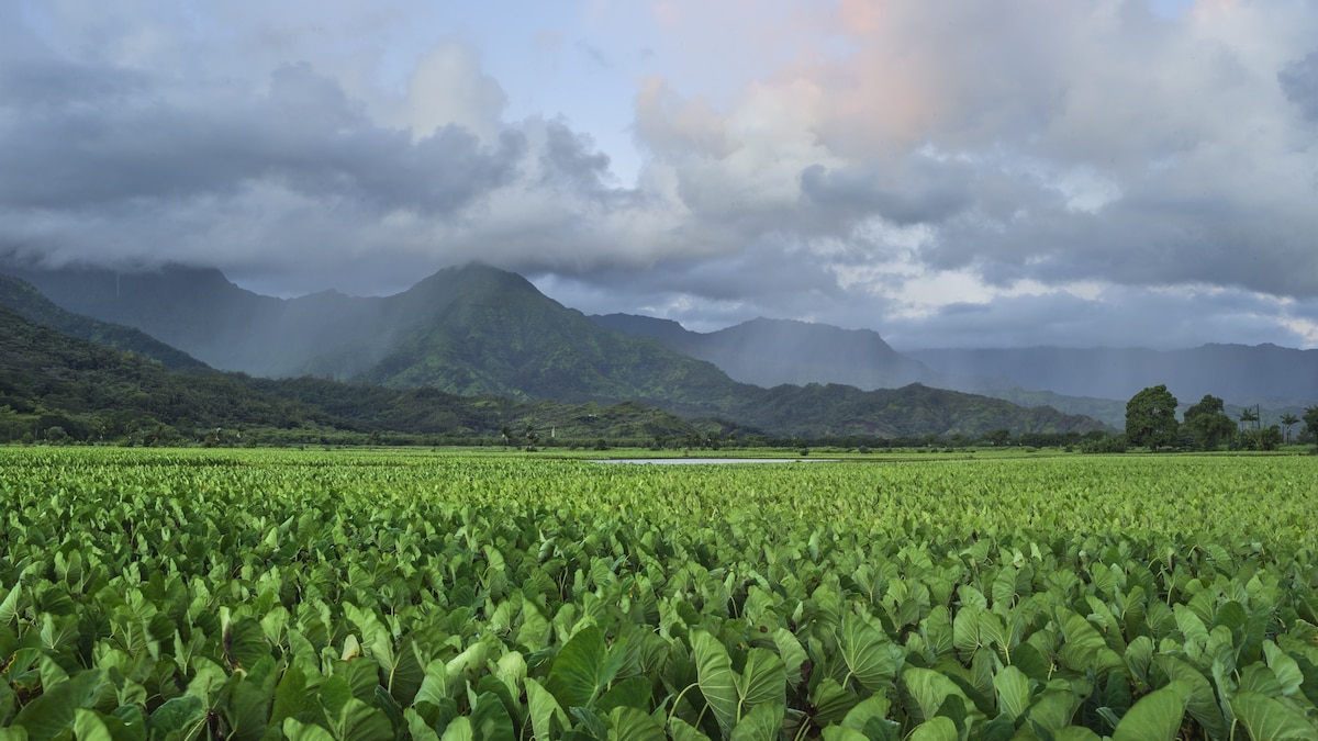 Reviving Hawaii’s Most Valued Crop | National Geographic
