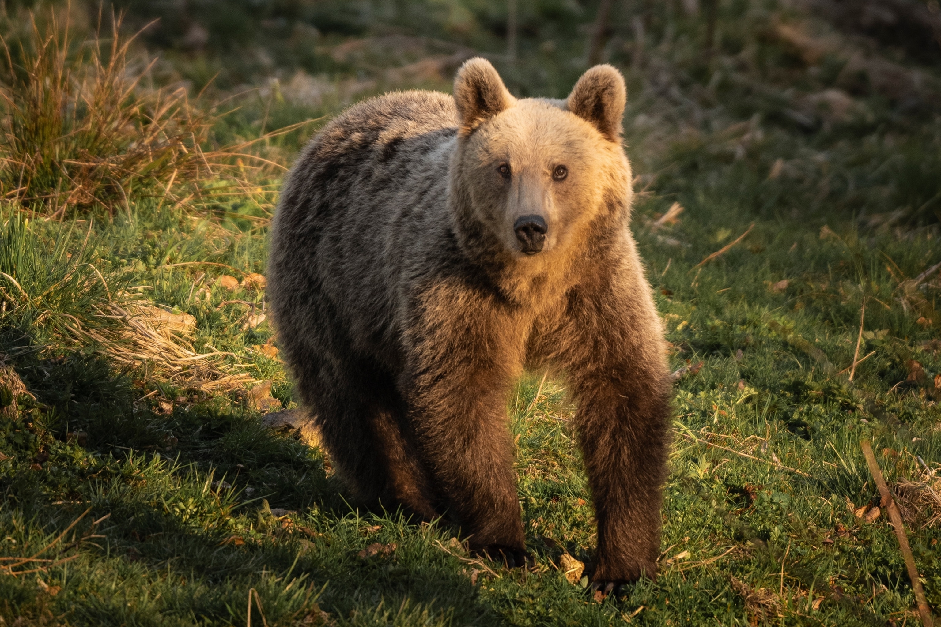 Bears, wolves and rewilding in Romania's Southern Carpathian mountains