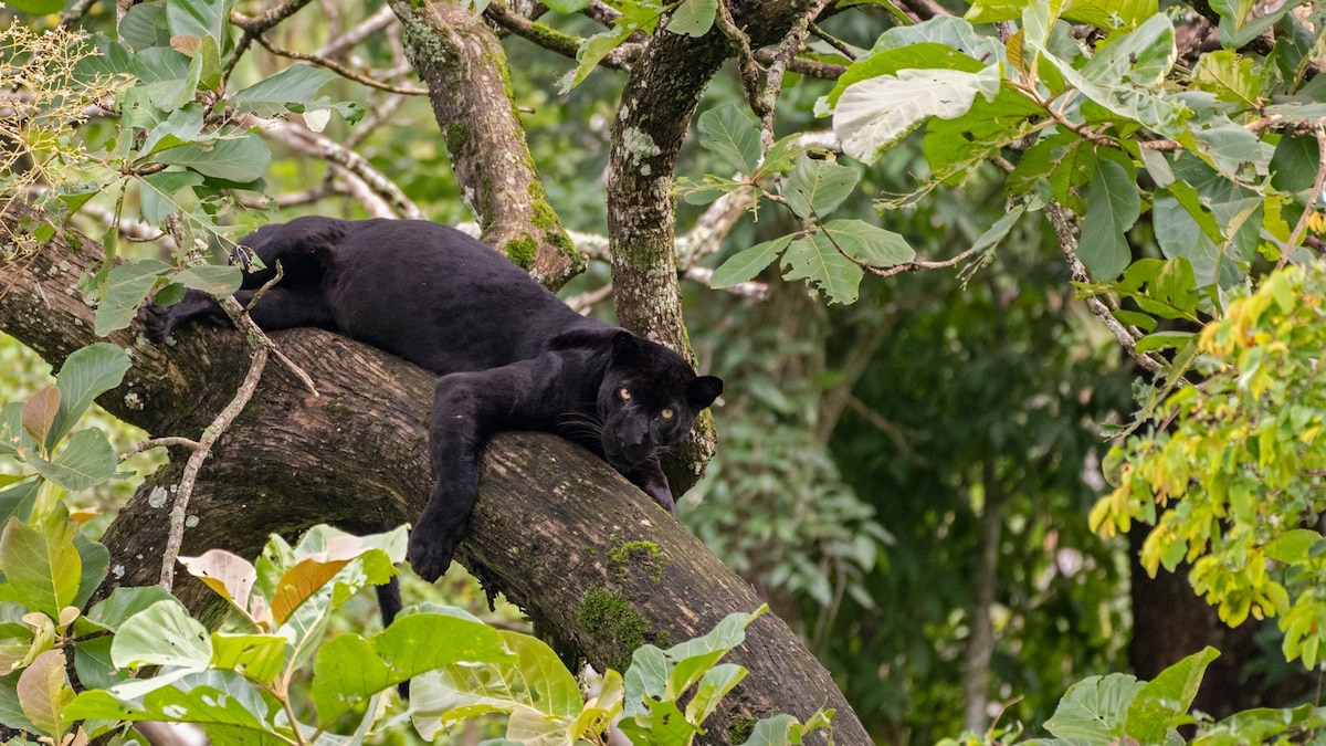 Florida leopard attack put humans—and big cats—in a terrible situation ...