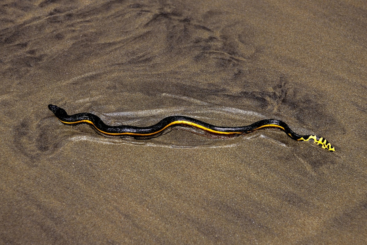 What's This Tropical, Venomous Sea Snake Doing in California?
