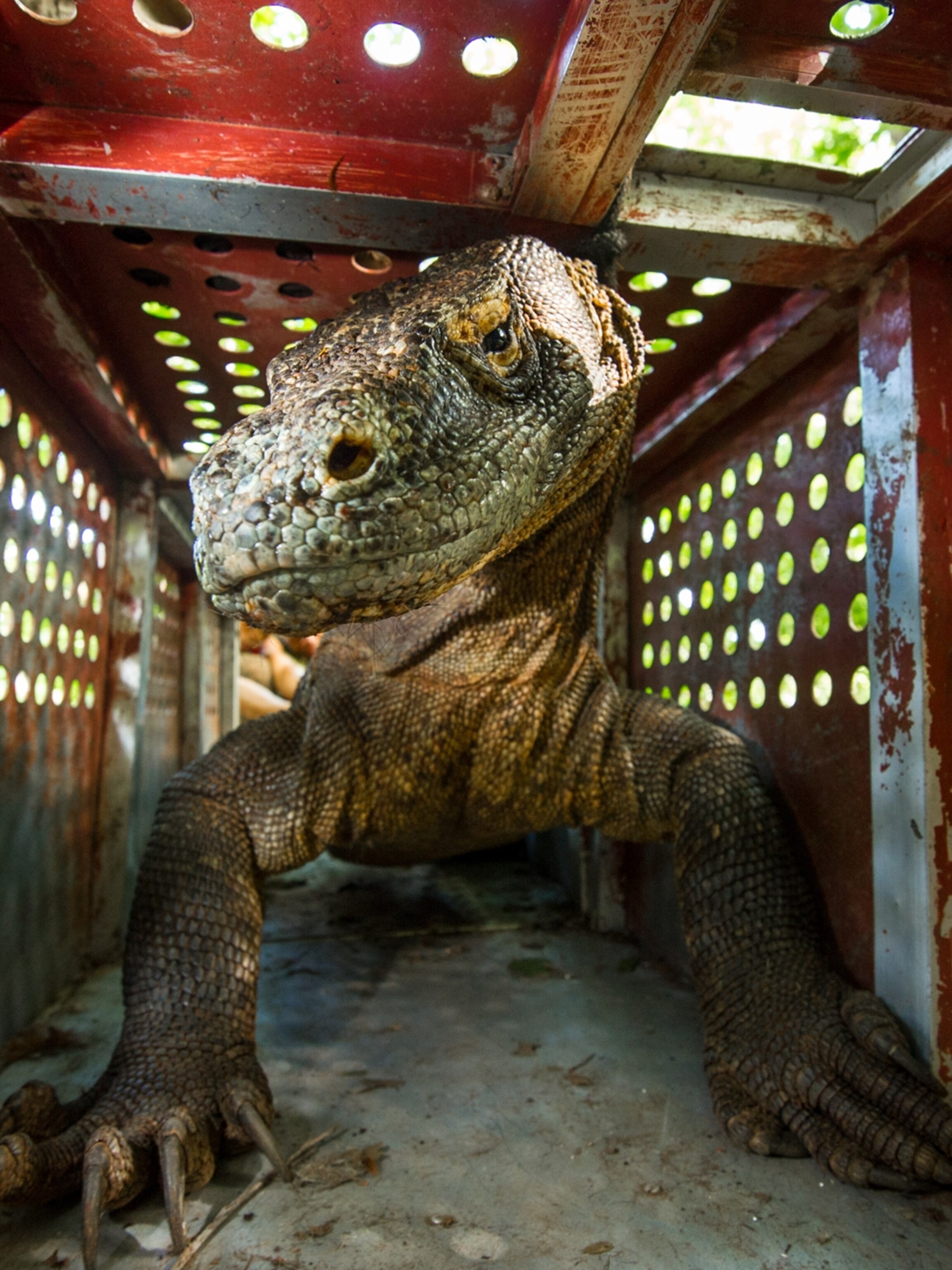 Lizard Once Upon A Time