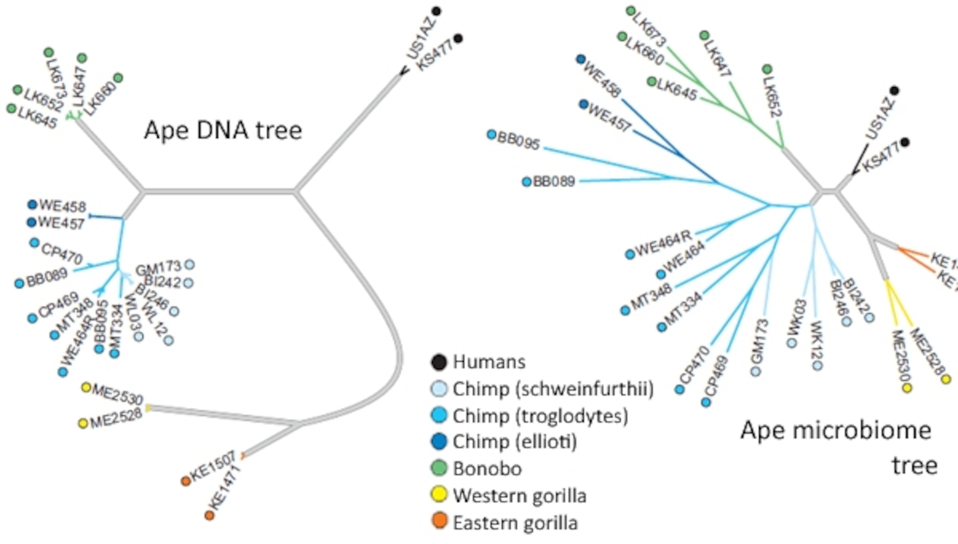 Gut bacteria recap the evolution of apes | National Geographic