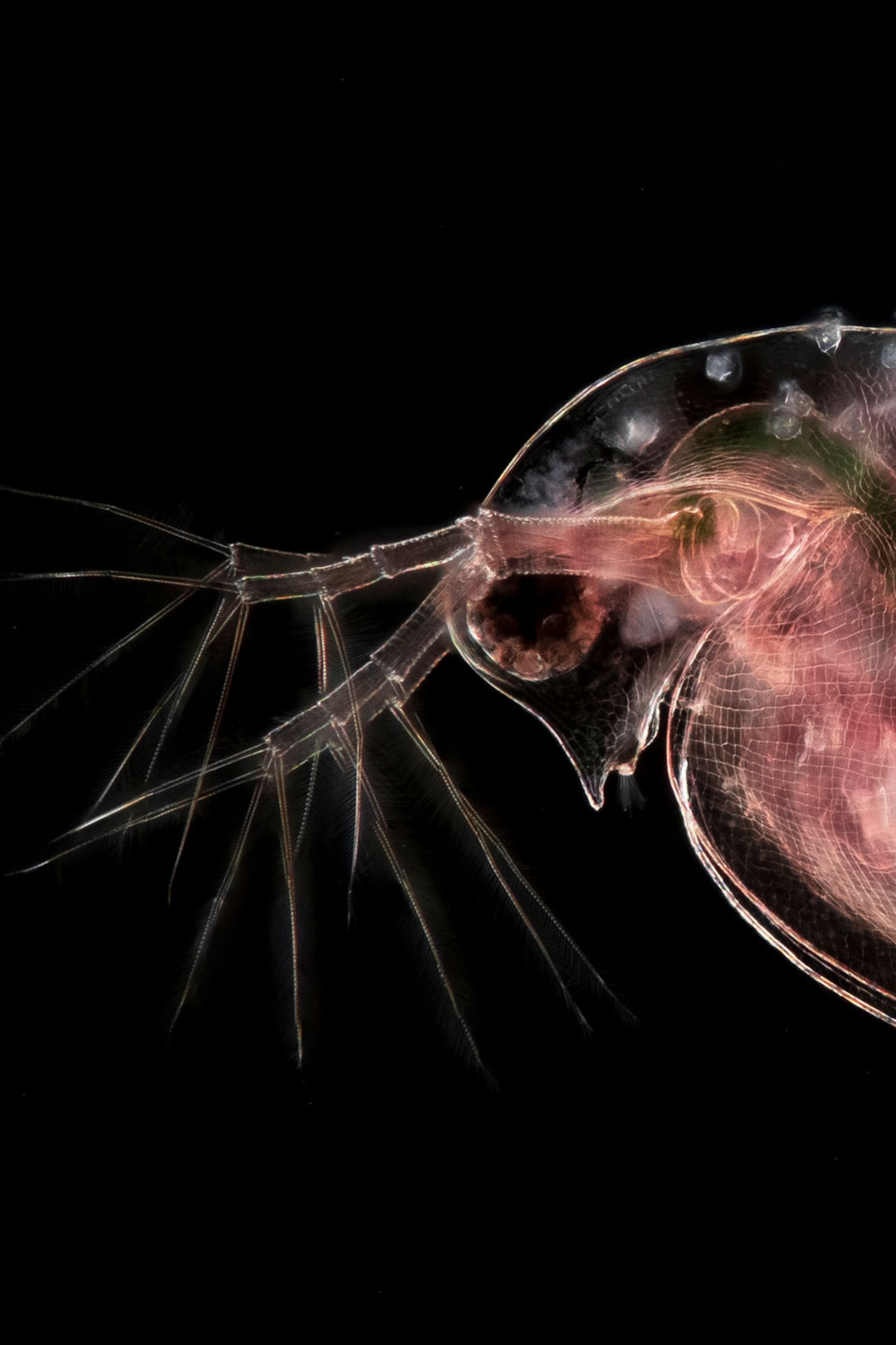 Microscopic Plankton