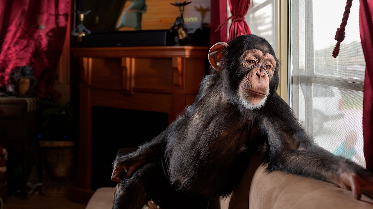 Pictures We Love: Our Animal Connection | National Geographic