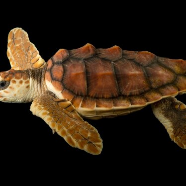 Loggerhead sea turtle, facts and photos