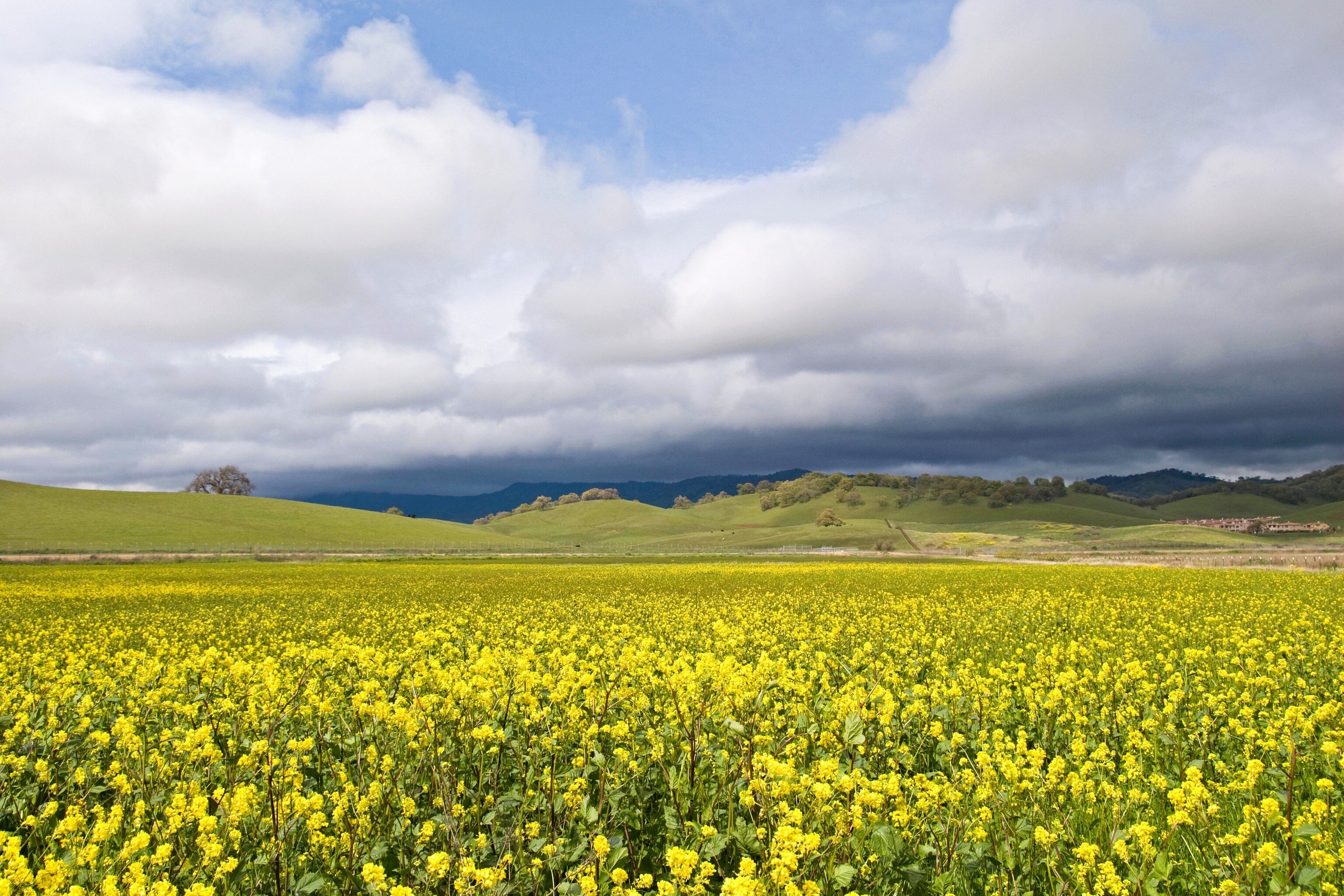 Is this California wine region the new Napa? Its vintners hope not.