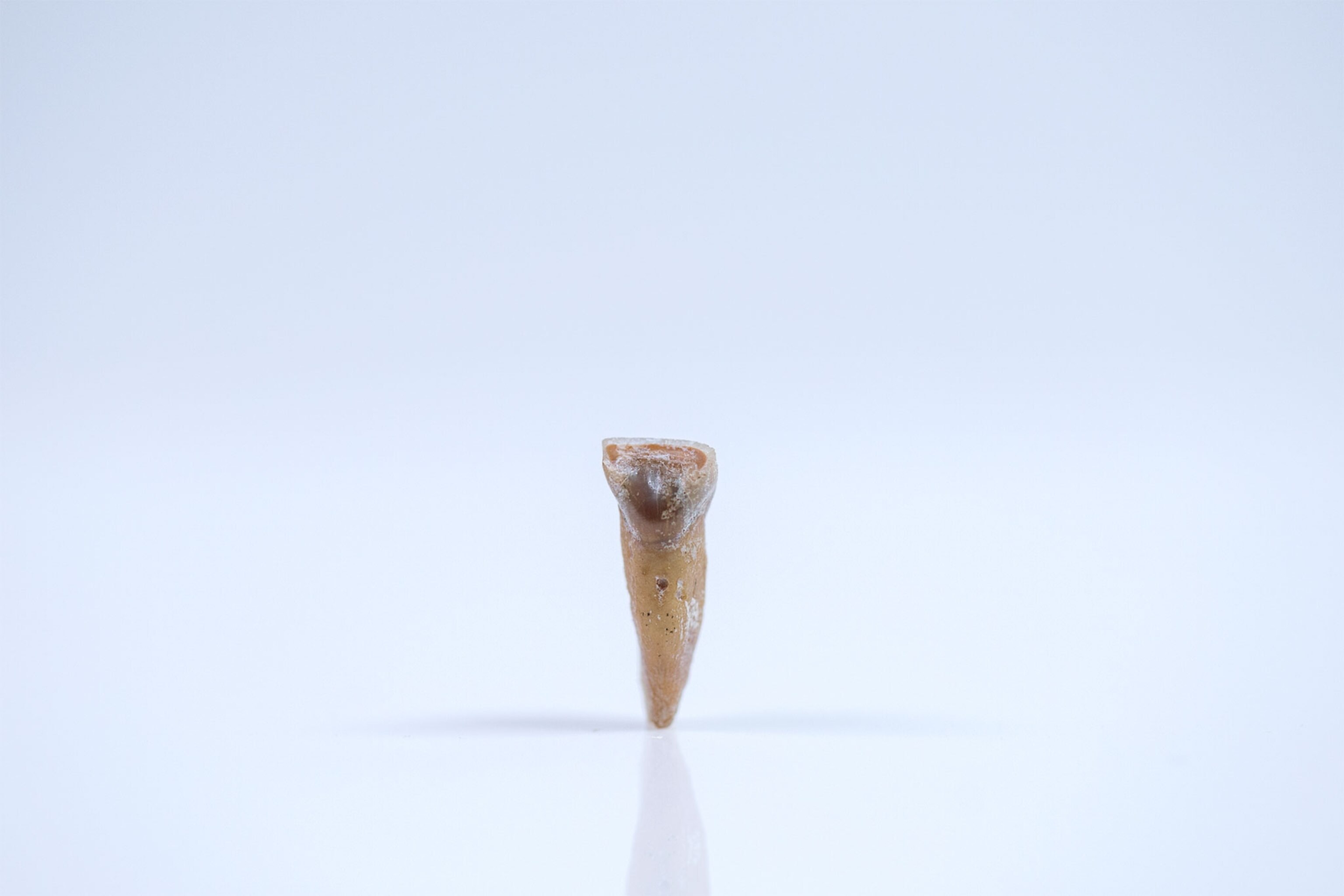 New Fossils Hint 'Hobbit' Humans Are Older Than Thought