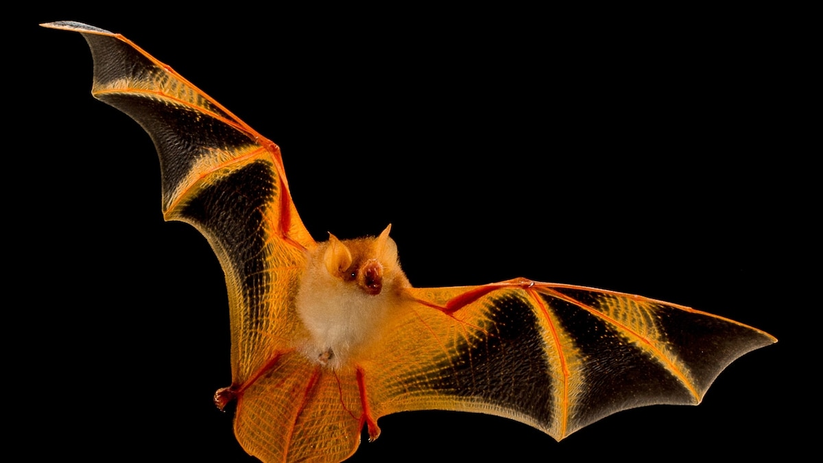 Etsy and eBay are selling dead bats—and scientists are disturbed ...