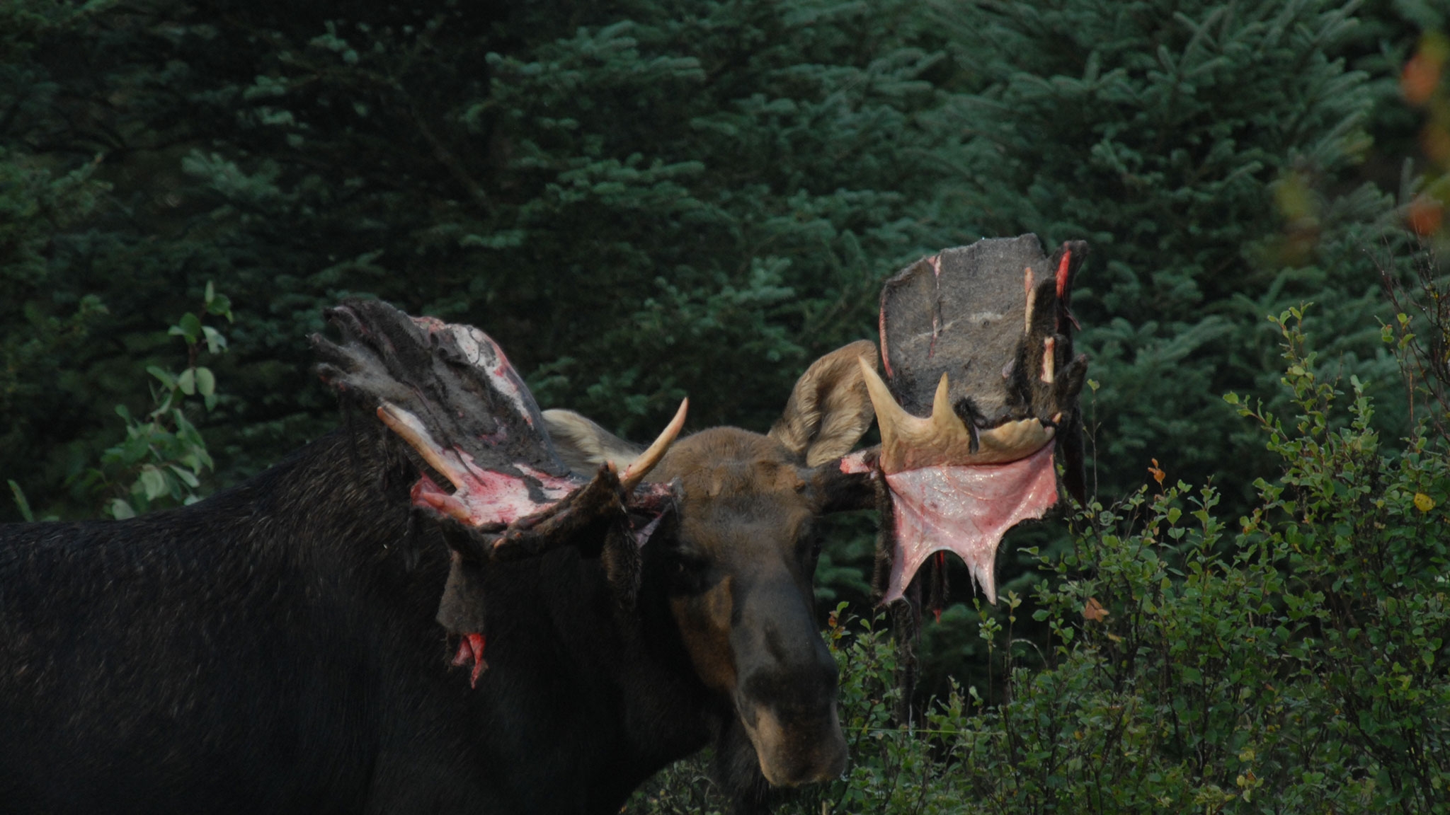 Why Do Moose Shed Their Antlers Why Do Moose Shed Their Antlers