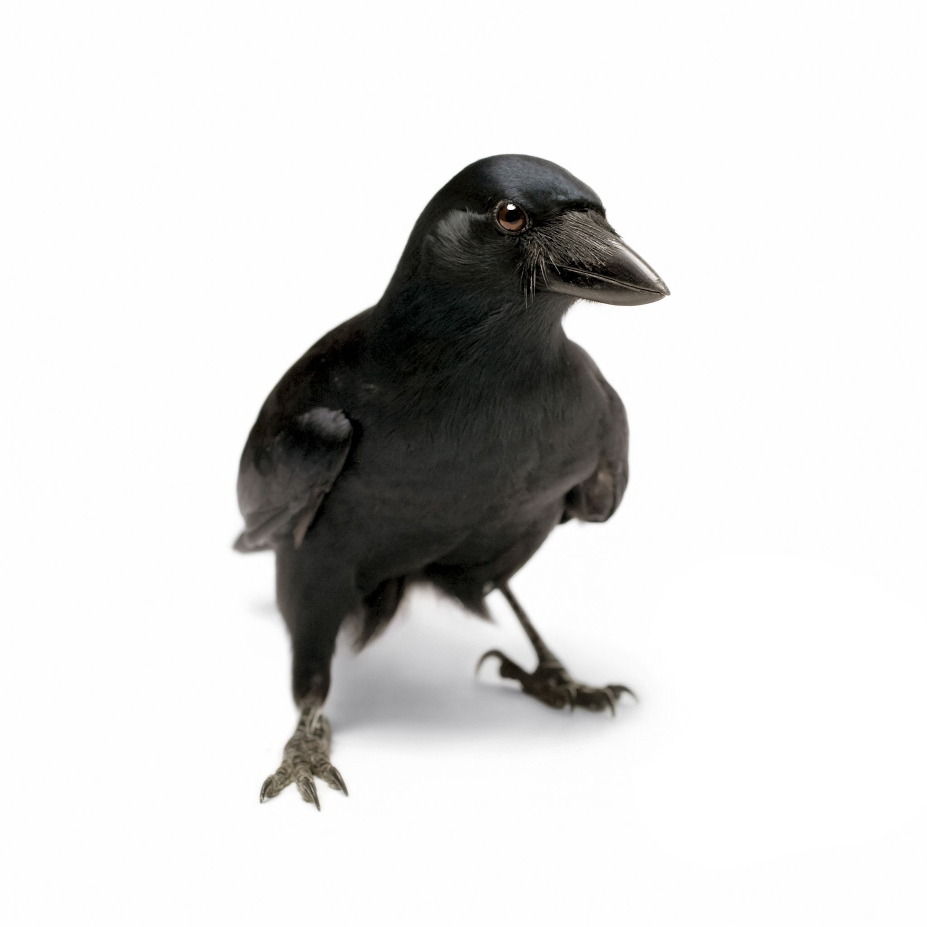 Like chess players, these crows can plan several steps ahead