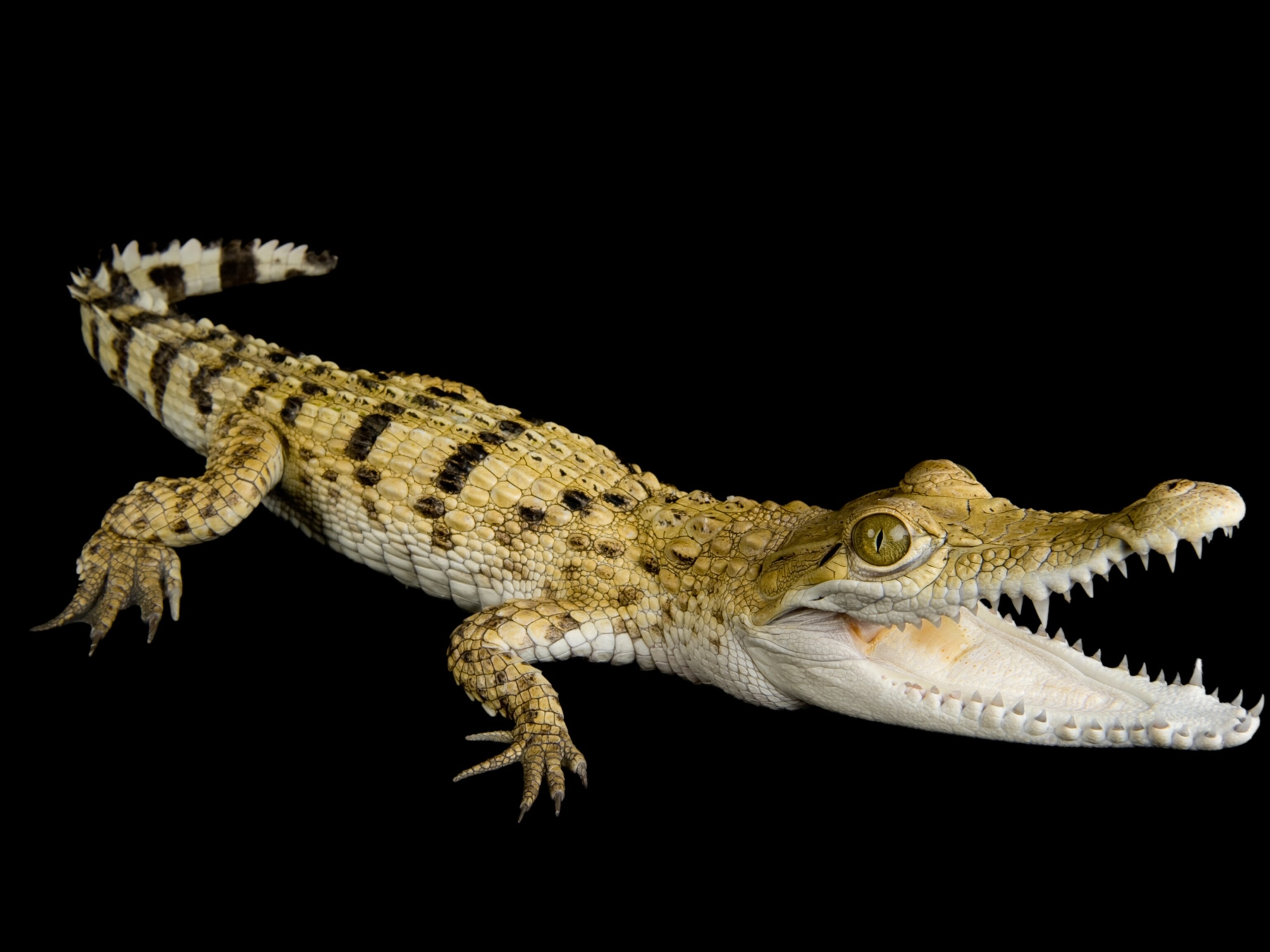 The Rarest Animal On Earth