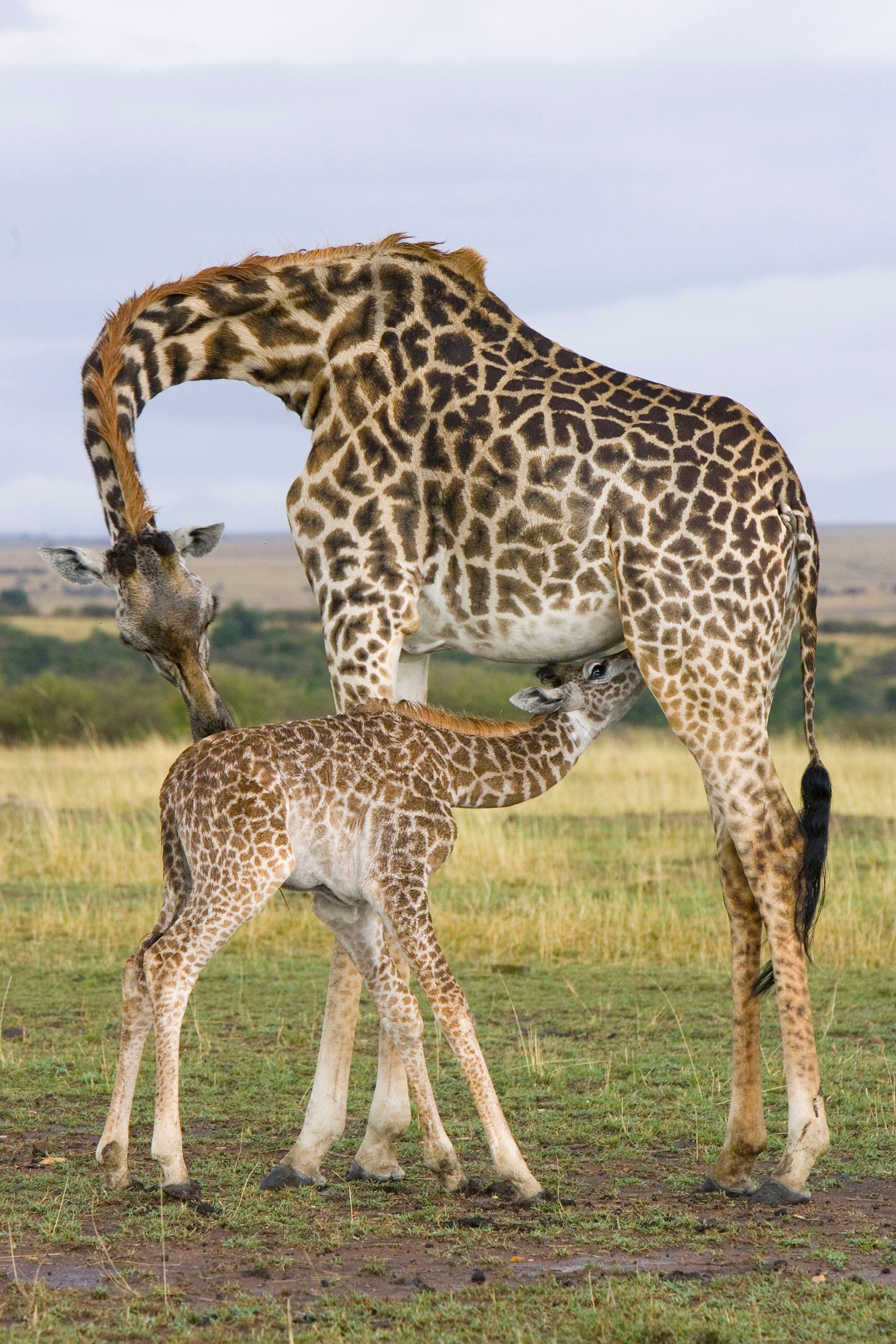 30 Unforgettably Sweet Moments Between Animal Moms and Babies