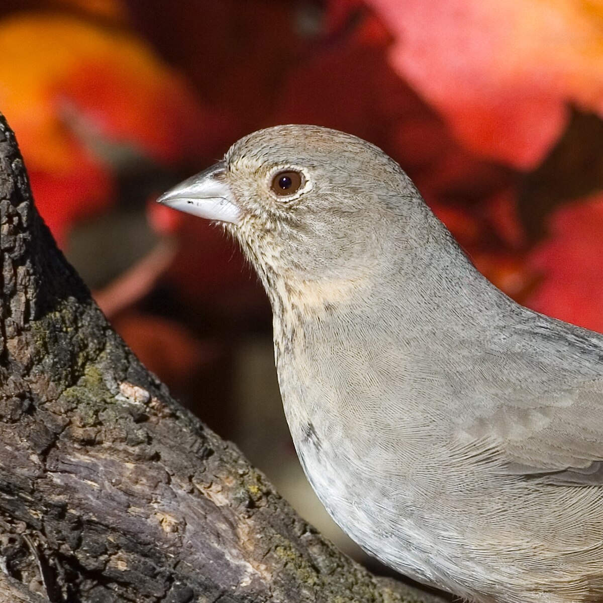 Canyon Towhee | National Geographic