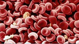This Is How Many Cells There Are In The Human Body Faculty Of Medicine