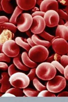 Human Cells