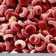 Top 148 How Many Cells Do Animals Have Merkantilaklubben