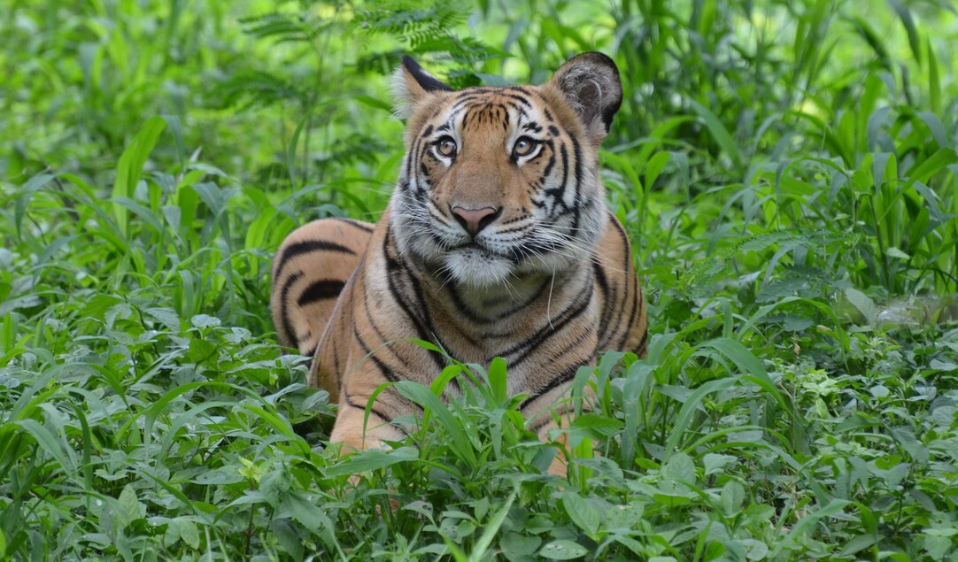 Bengal Tigers Naturlige Habitat Bengal Tiger Facts, Diet, Habitat