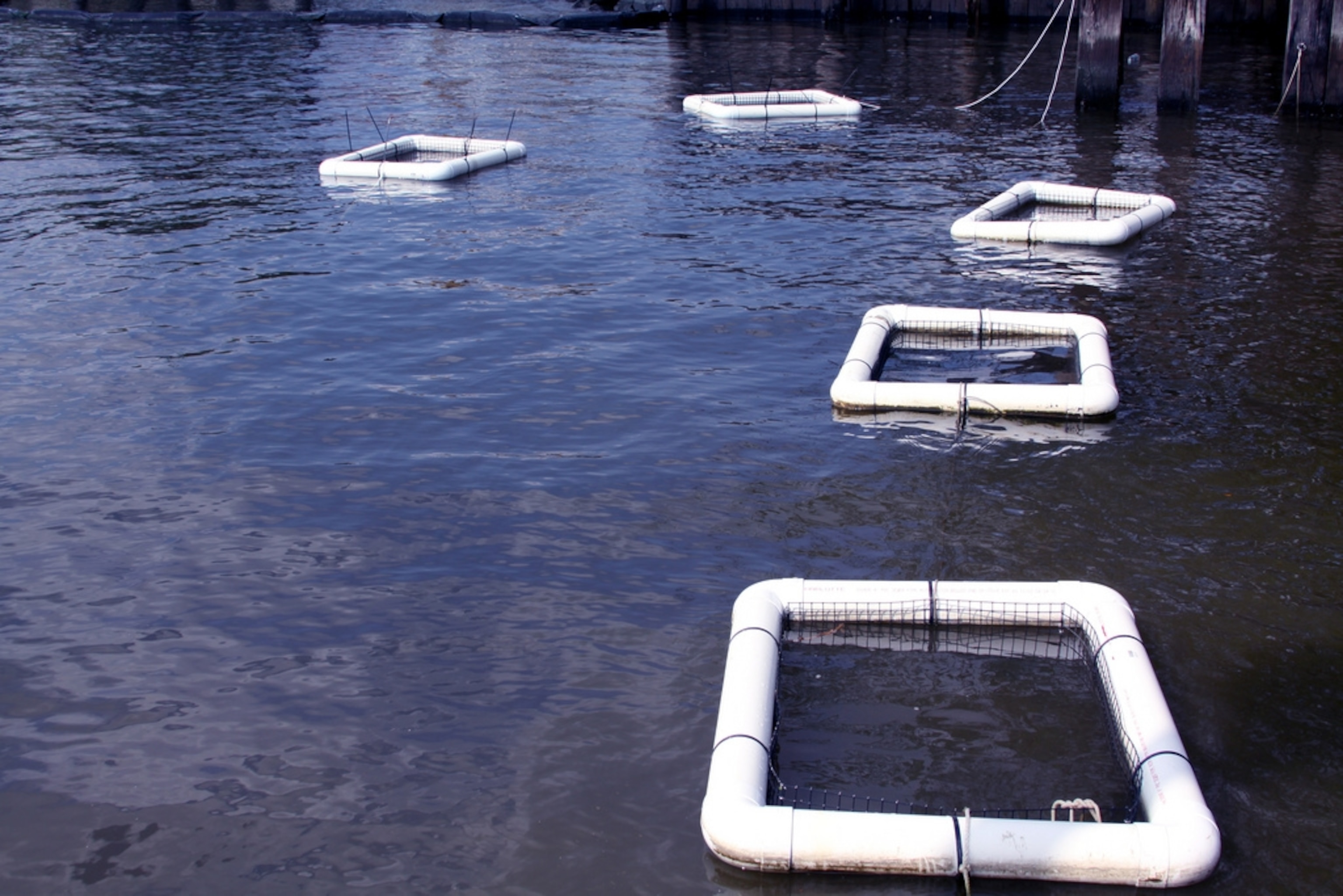 Like Swallowing a Baby | National Geographic