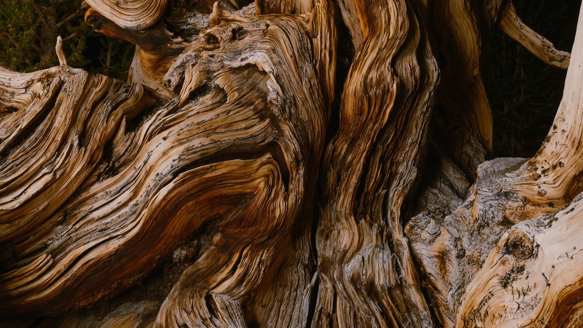 Don't cut them down: Letting dead trees rot can help make new life ...