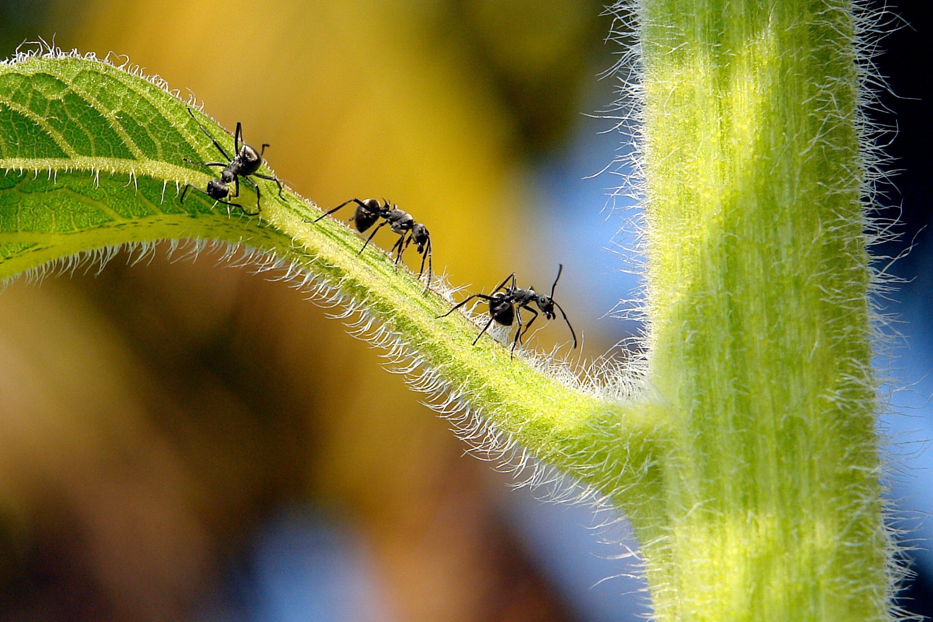 Watch: Ants Use Giant Jaws to Catapult Out of Death Trap