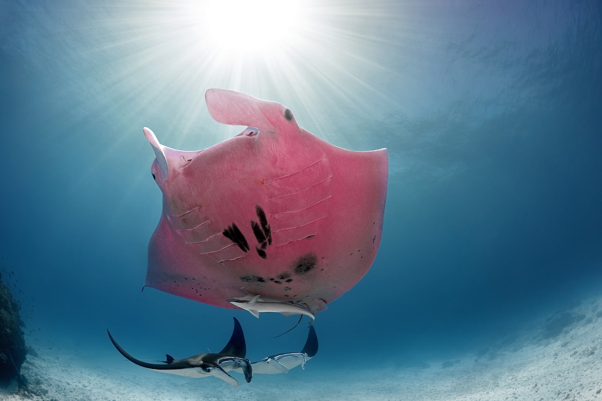 How did this rare pink manta, photographed in Australia, get its color?