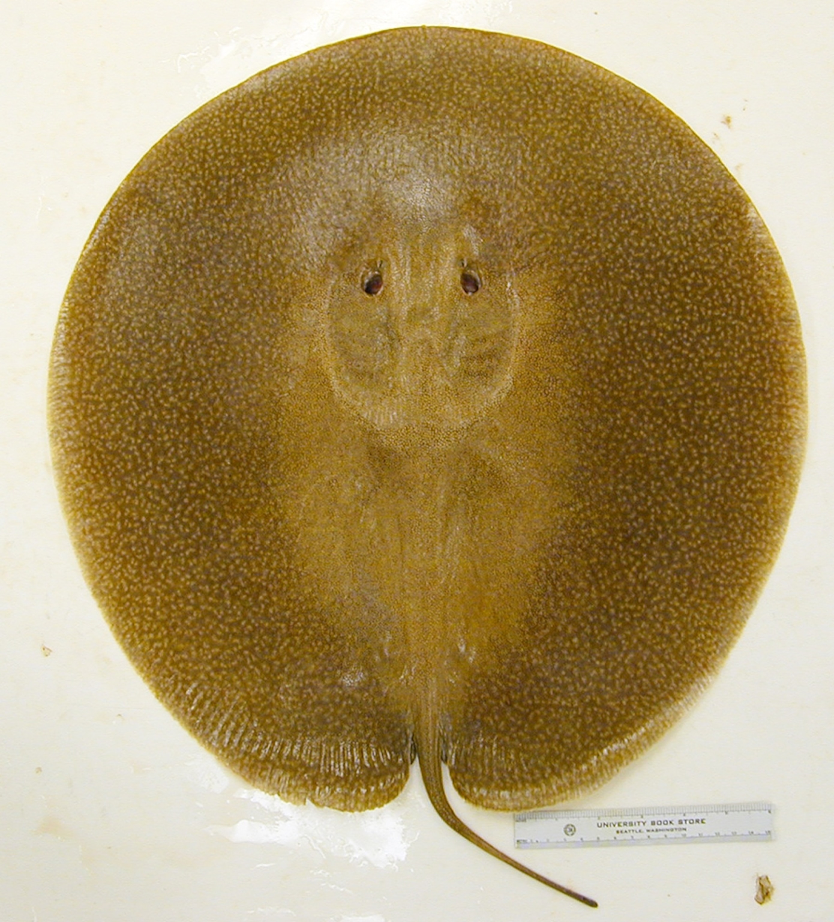 Pictures: Odd Stingless Stingrays Discovered in Amazon | National ...