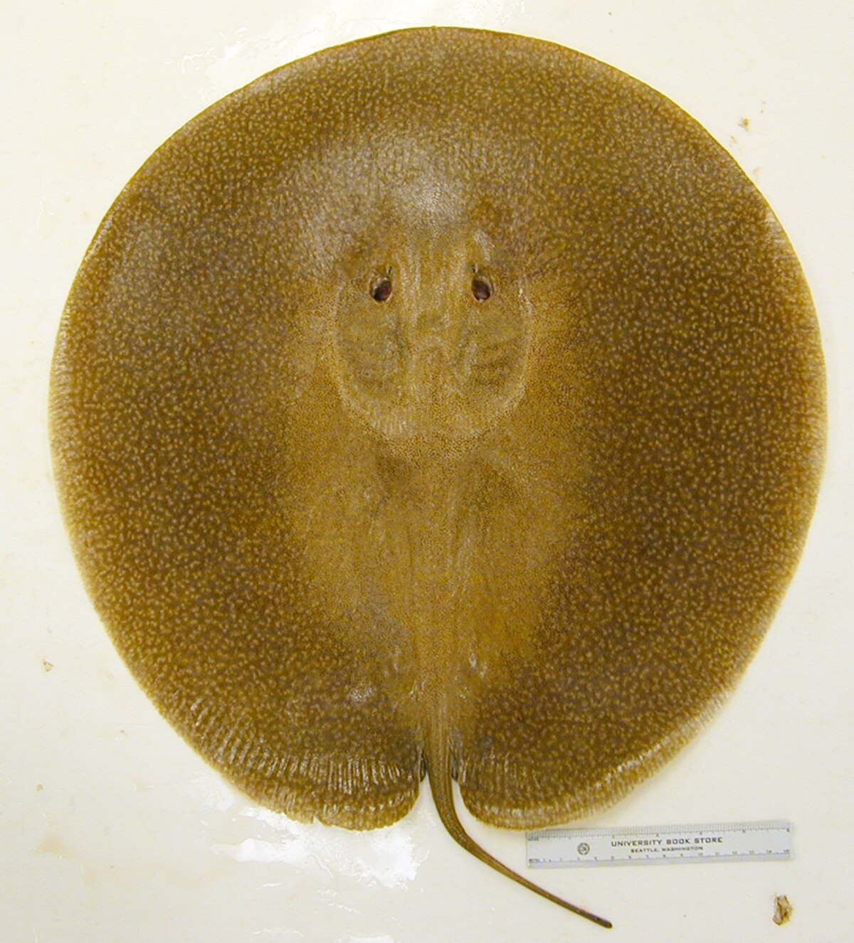 Pictures: Odd Stingless Stingrays Discovered in Amazon