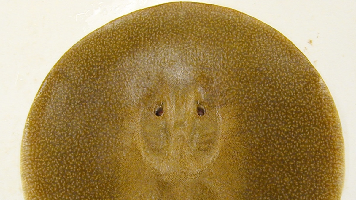 Pictures: Odd Stingless Stingrays Discovered in Amazon | National ...