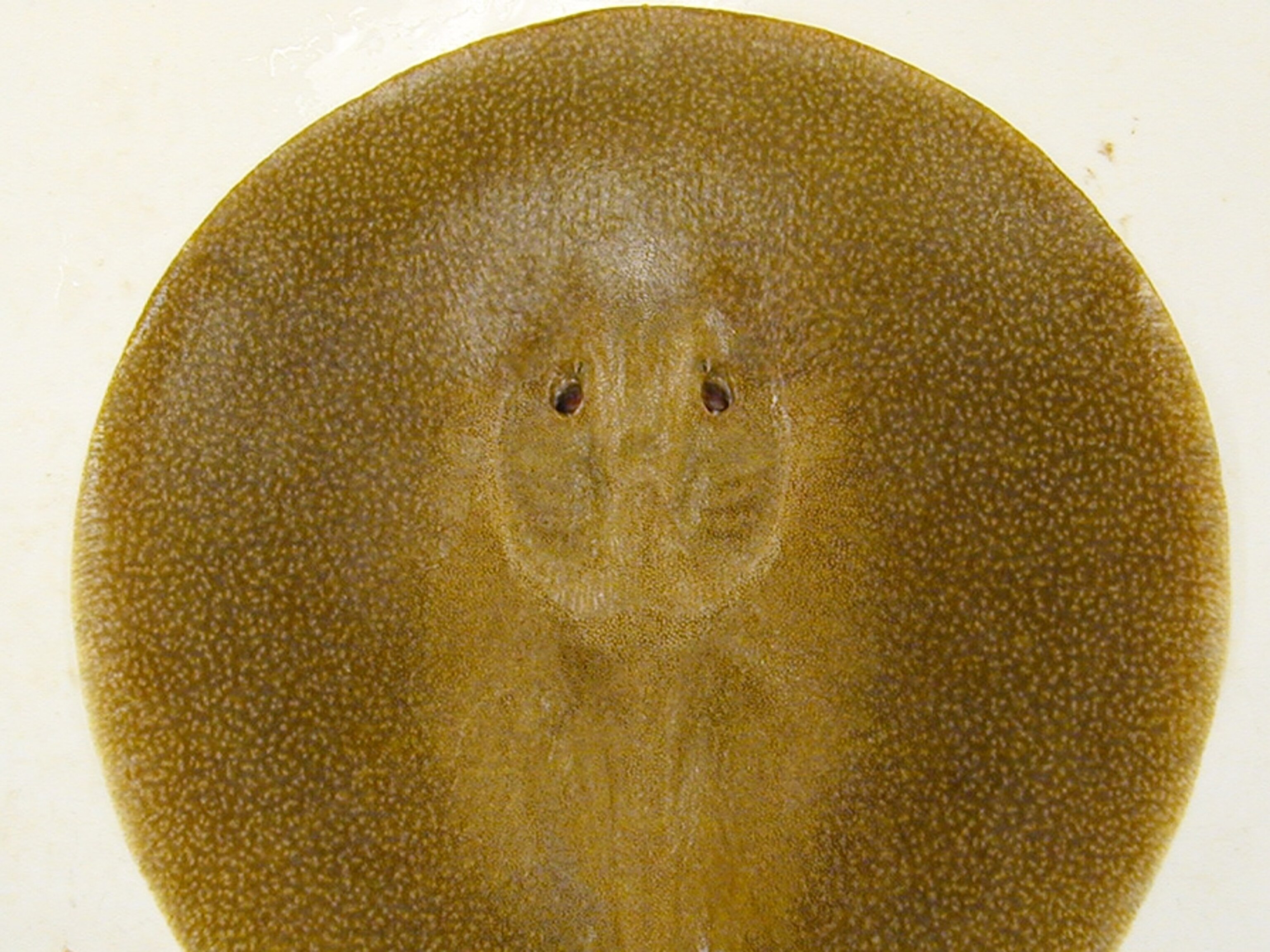 Pictures: New Armored, Wood-Eating Catfish Found in Amazon