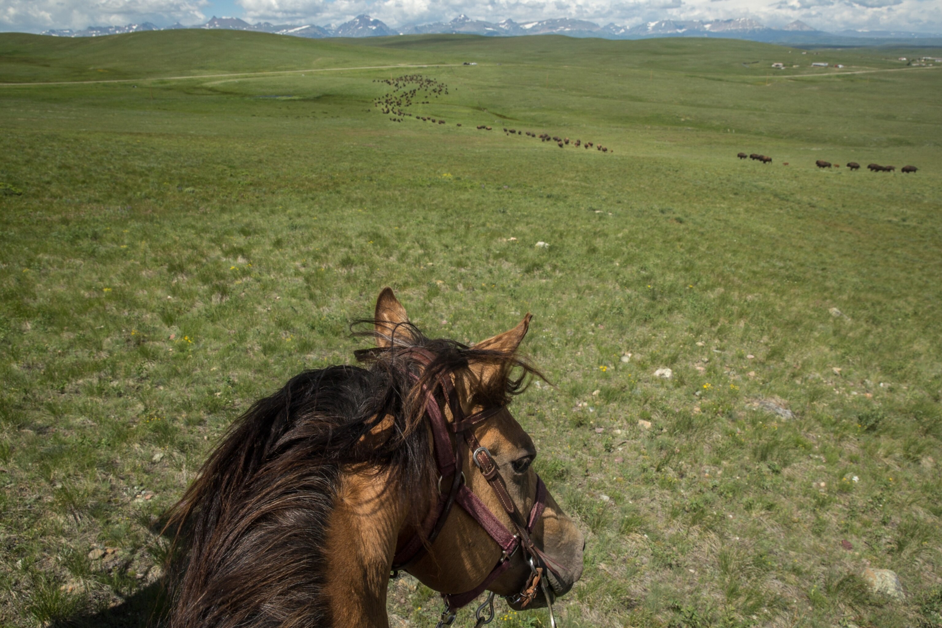 How the return of bison connects travelers with Native cultures