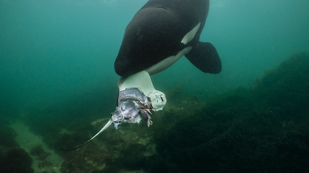 The pioneering science that unlocked the secrets of whale culture ...