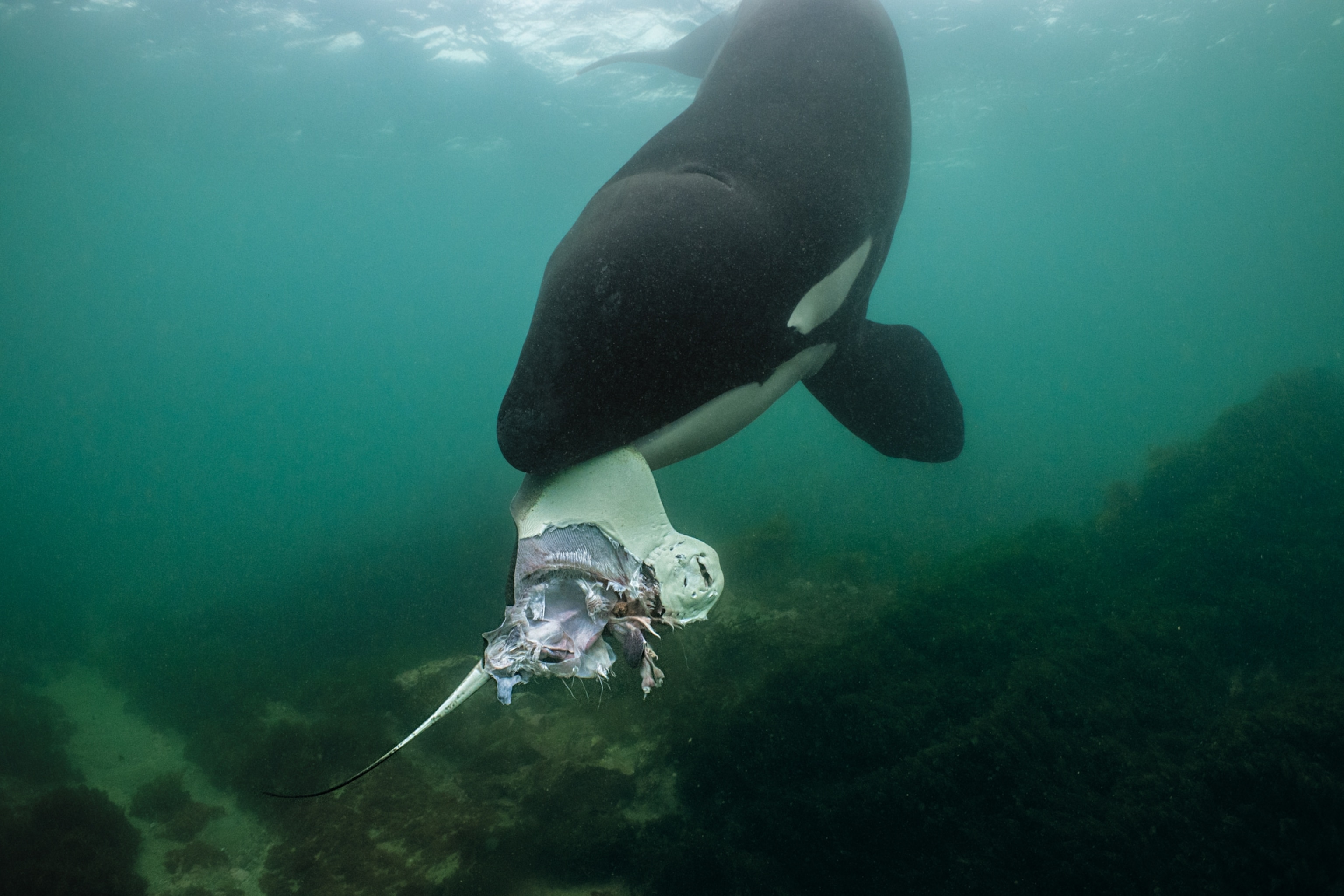 The pioneering science that unlocked the secrets of whale culture