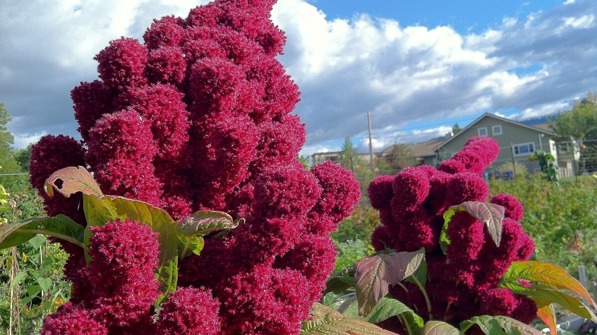 Your Shot: 7 Nutritious Plants at Risk | National Geographic