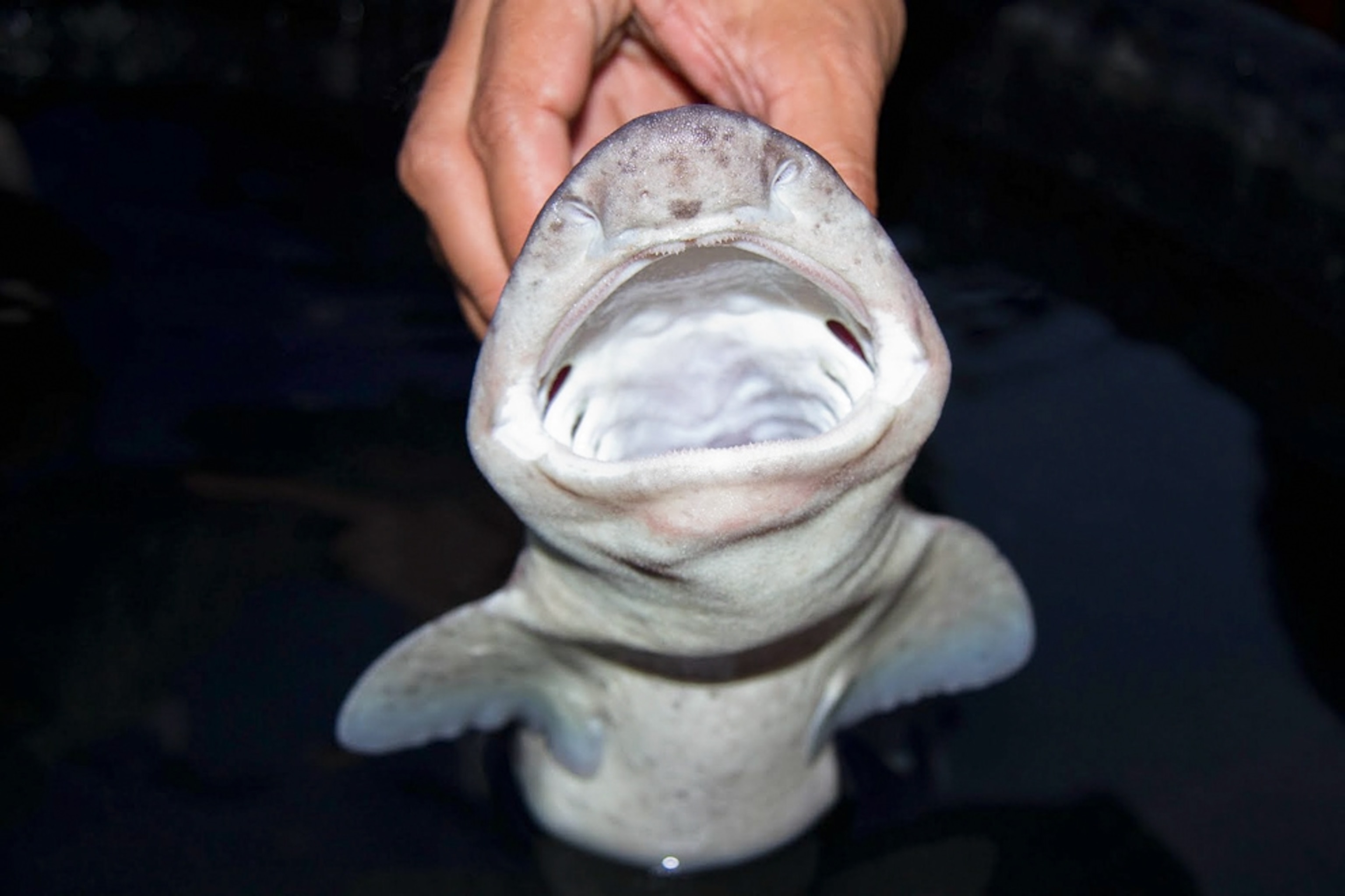 Pictures: New Purple Crab Species Found