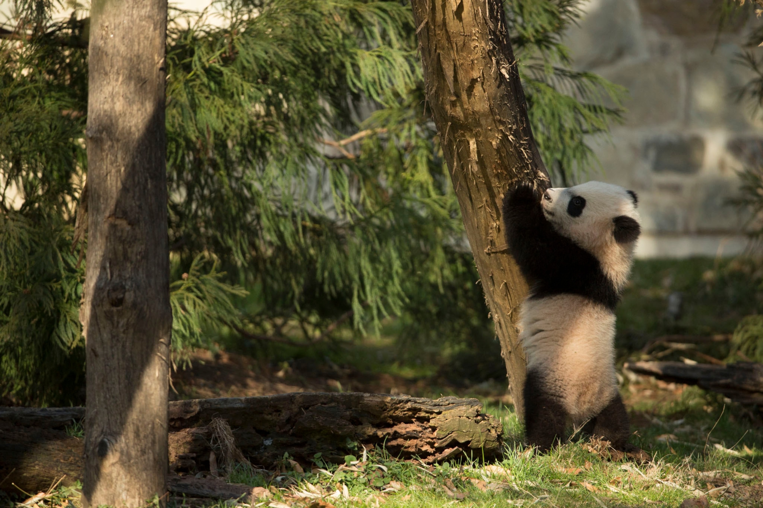 Exclusive: Watch Bei Bei the Zoo Panda Cub Grow Up