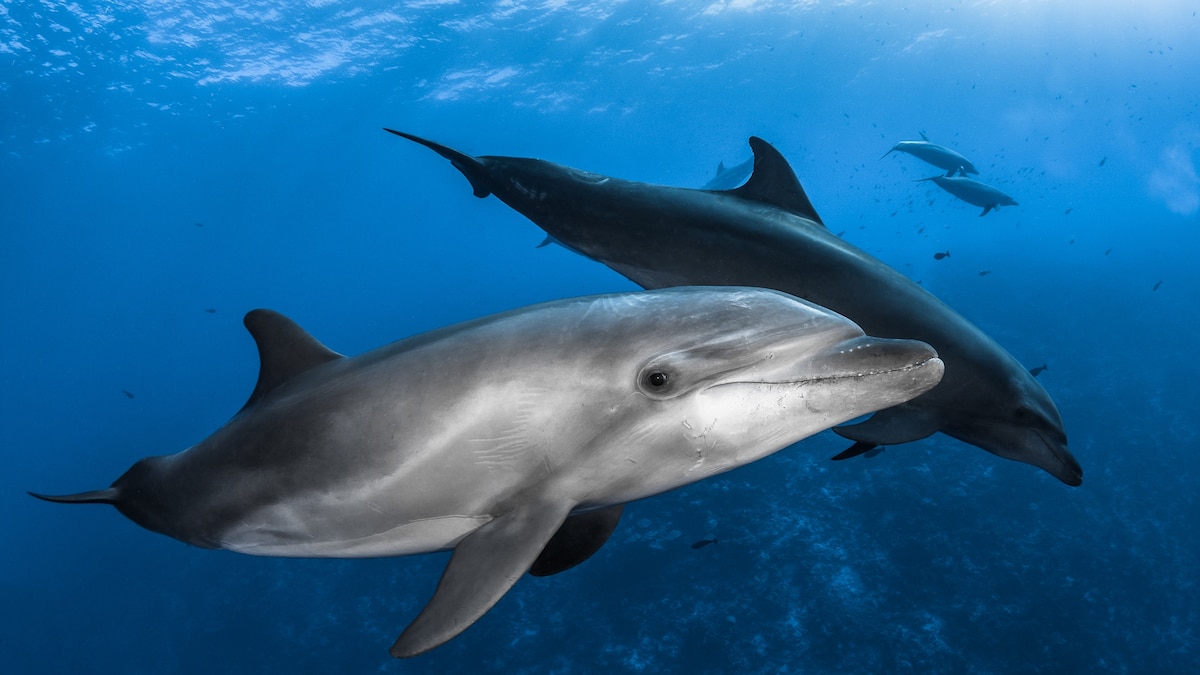 Social media loves to villainize dolphins. Here's why it's wrong ...