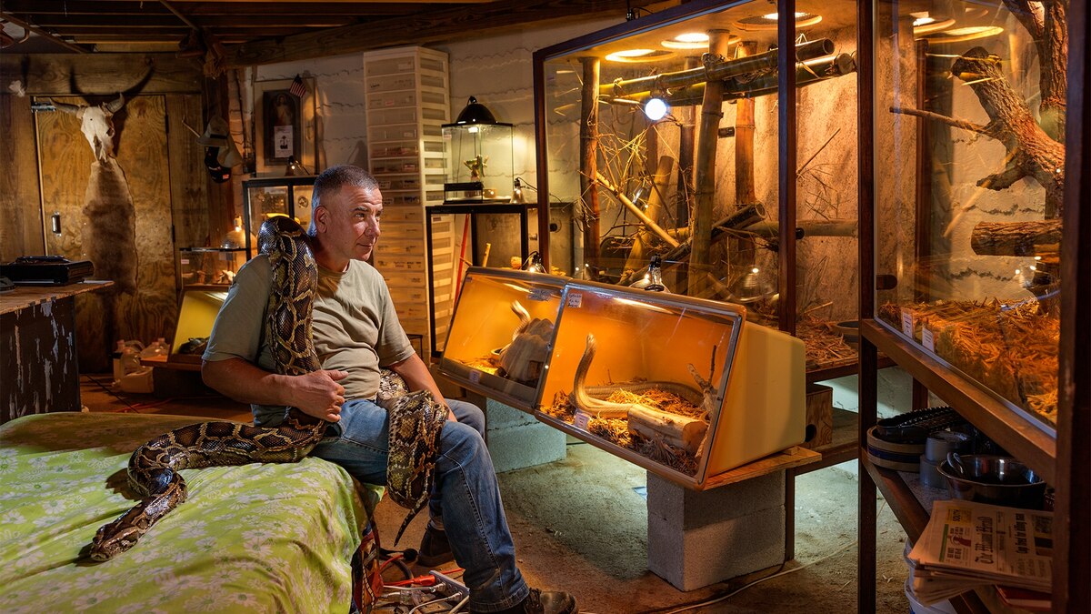 Burmese Pythons Chowing Down on Everglades Rabbits | National Geographic