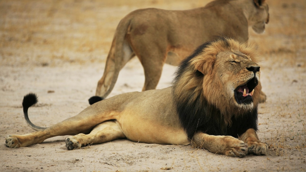 Killing of Cecil the Lion Sparks Debate Over Trophy Hunts | National ...