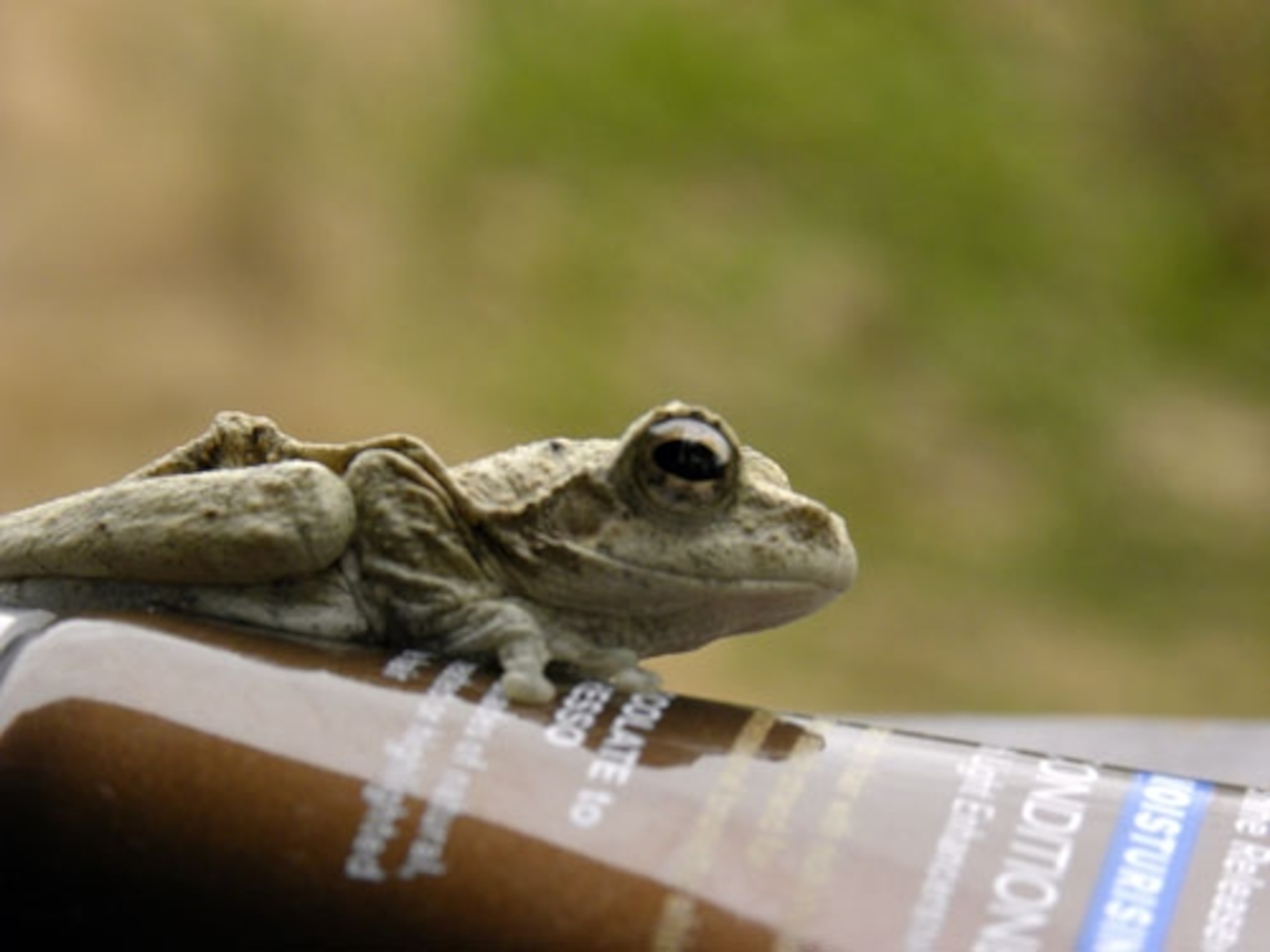South African wildlife – Foamy nest frog | National Geographic