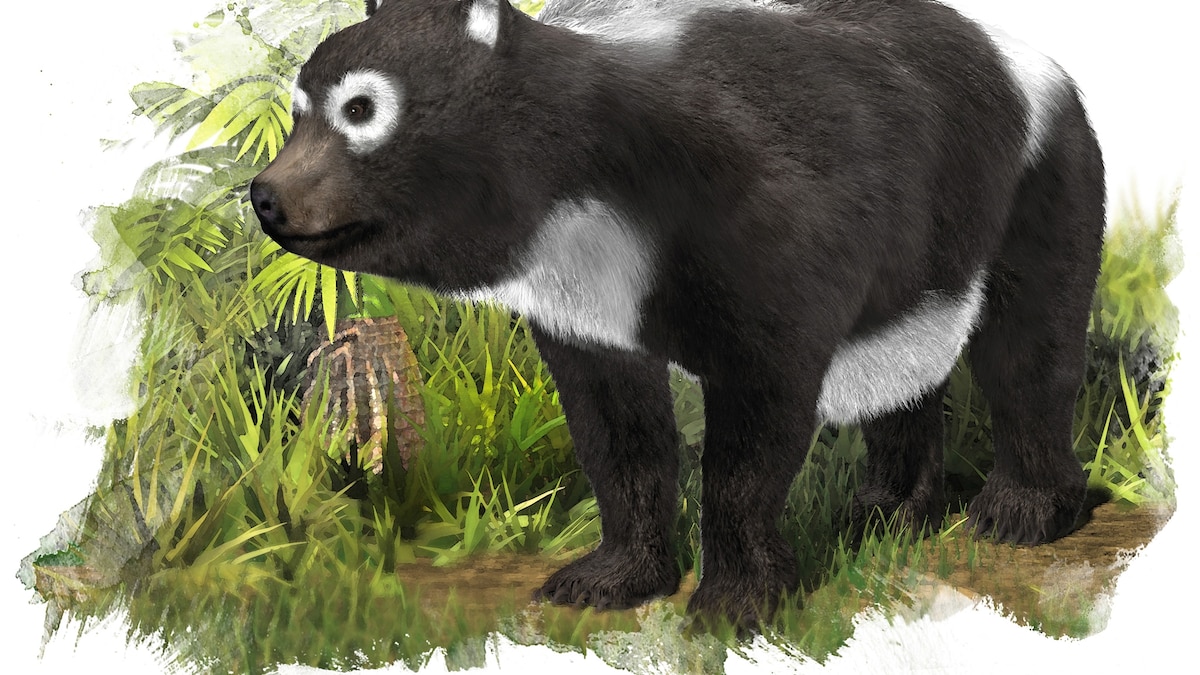 Prehistoric "Panda" Found in Spain—Giant Panda Has European Roots ...