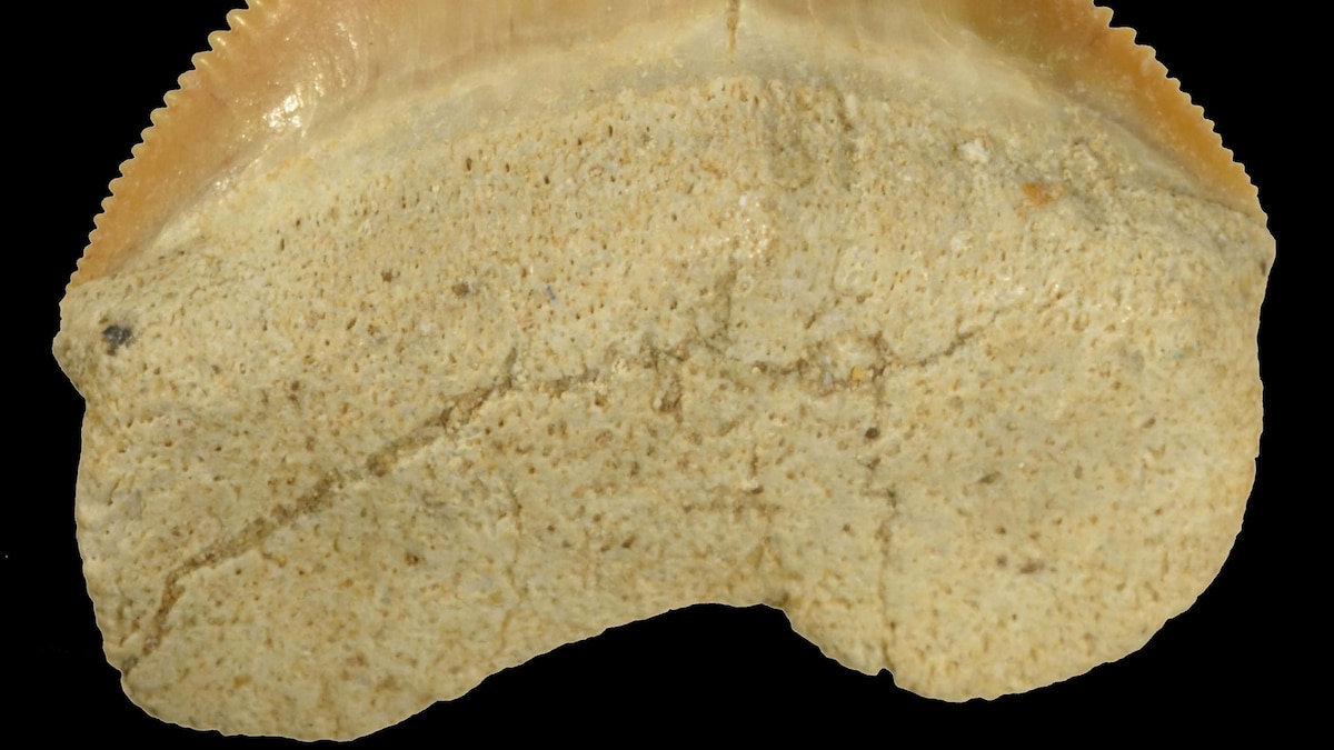 Mass Shark Extinction Triggered by Dinosaur-Killing Asteroid | National ...