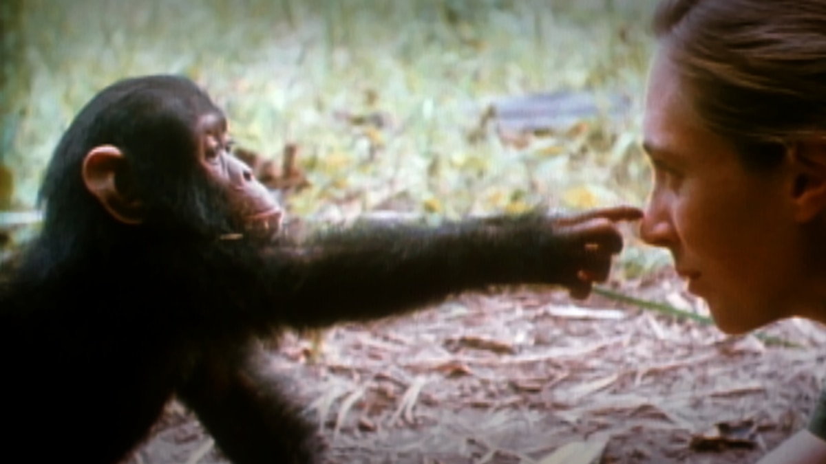 Q&A: On Her 80th Birthday, Jane Goodall Discusses Her Legacy—and What's ...
