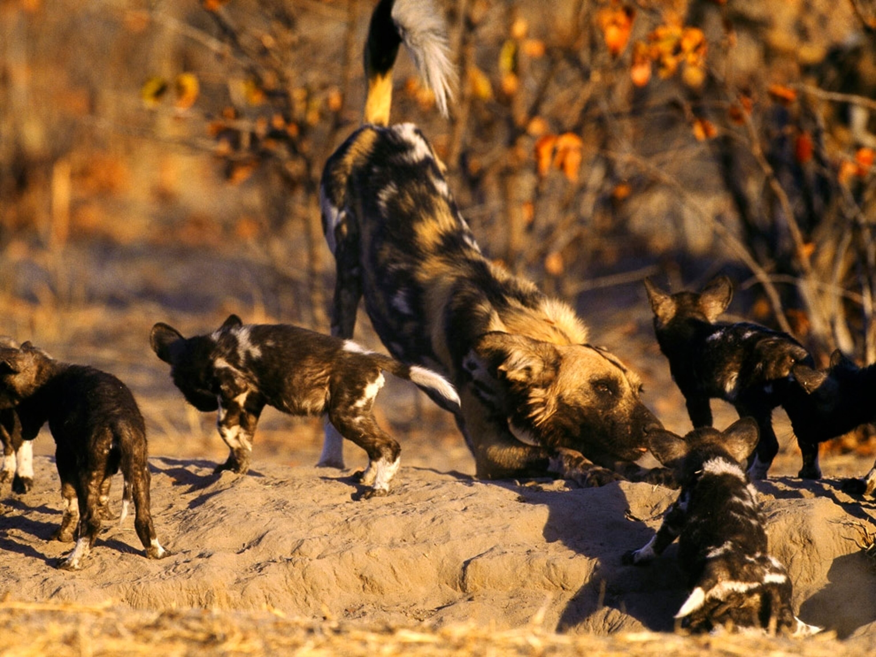 Wild Dog Pictures - National Geographic