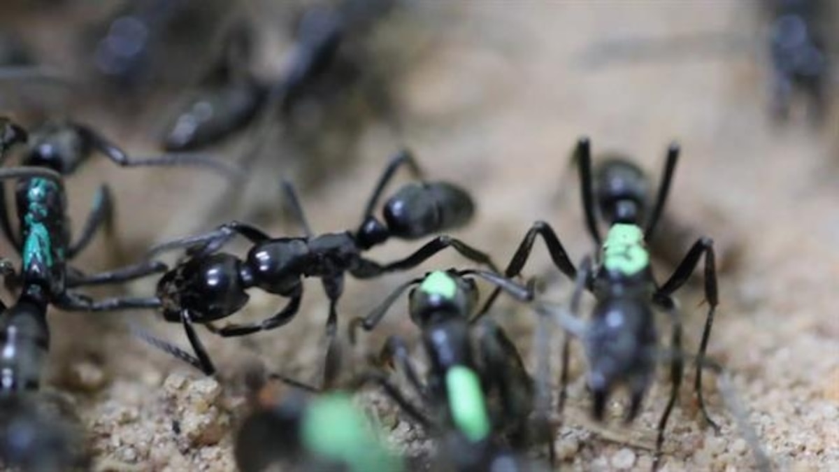 These Ants Are the First Animal to Heal Wounded Comrades | National ...