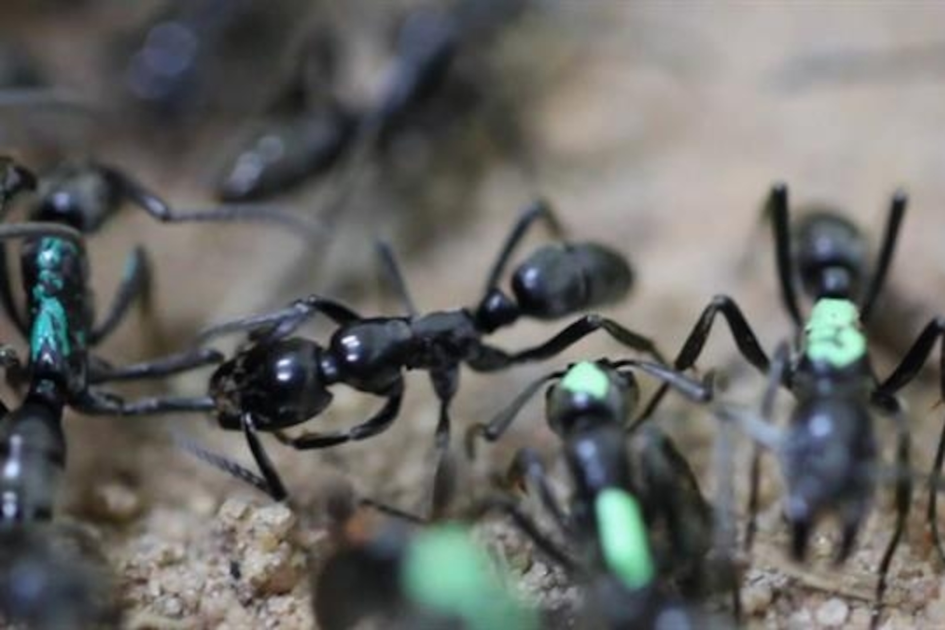 German Black Ant Pills